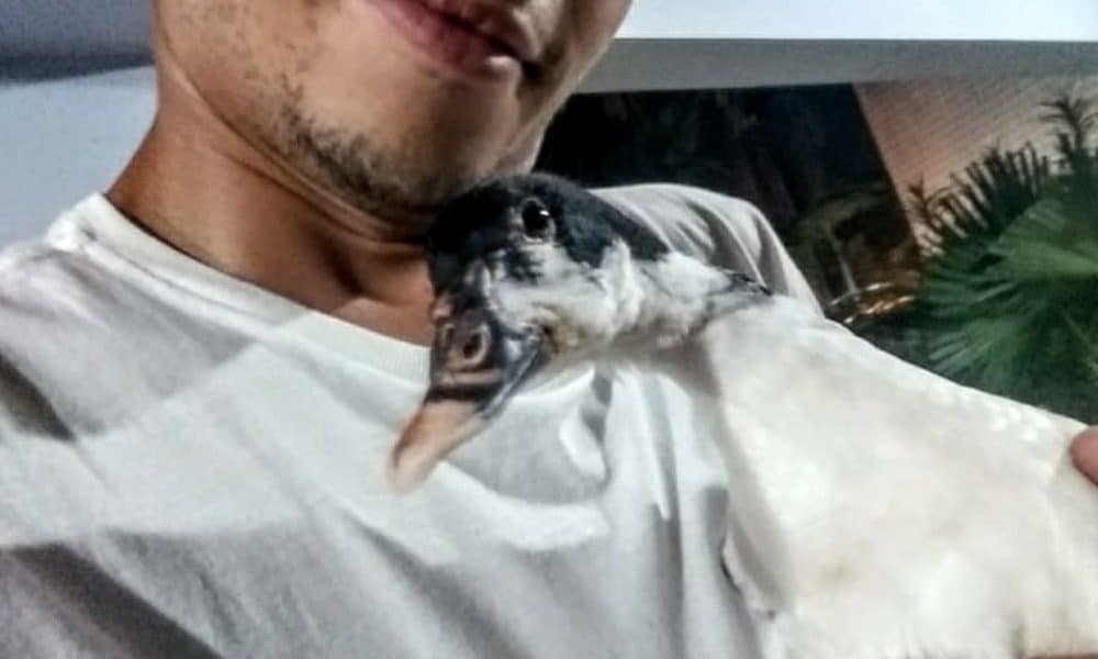 Pato é sequestrado e dono pede ajuda para recuperá-lo - Jornal de Brasília