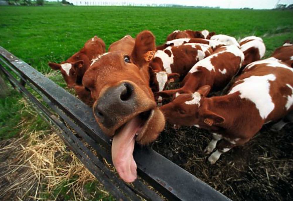 Pesquisadores podem ter descoberto origem do 'mal da vaca louca ...