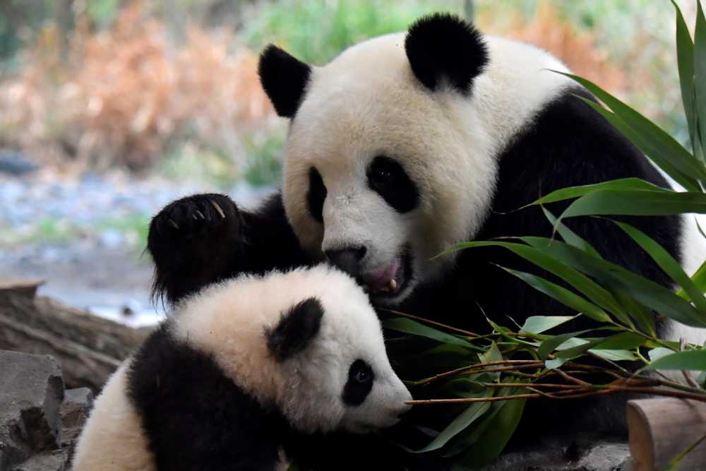 Zoológico de Berlim apresenta dois filhotes de panda-gigante ao público ...
