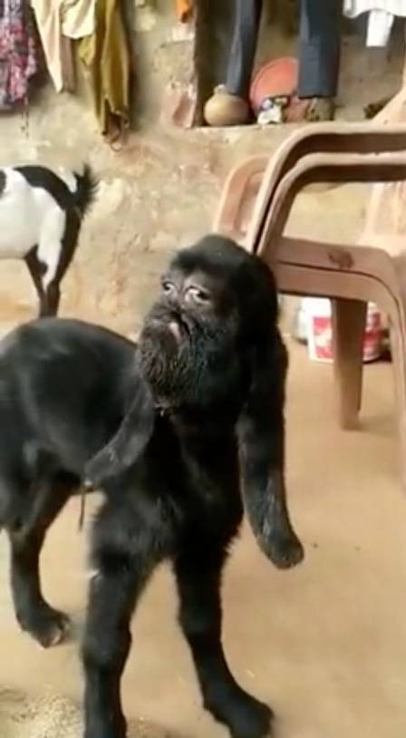 Cabra que nasceu com "rosto humano" é reverenciada como Deus na Índia