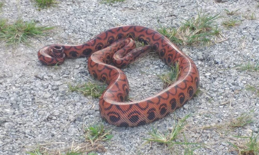 Jibóia Arco Íris da susto em moradores de cidade no Mato Grosso