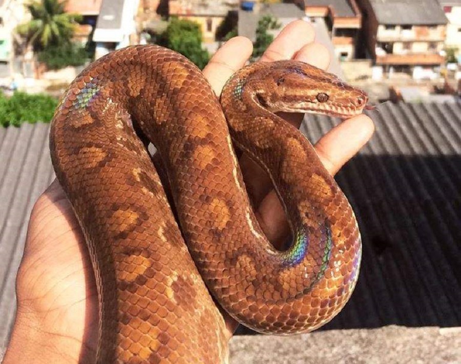 Família encontra jiboia de estimação 10 dias após desaparecimento ...