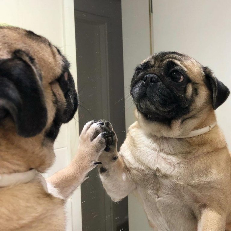 Pug digital influencer tem mais de 26 mil seguidores | Jornal de Brasília