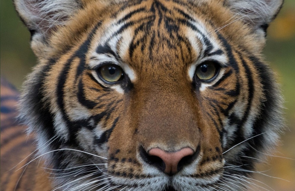 Tigresa de zoológico em Nova York testa positivo para o coronavírus ...