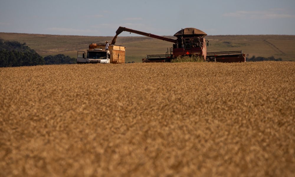 No Distrito Federal, produtor quer ampliar área de trigo - Jornal de ...