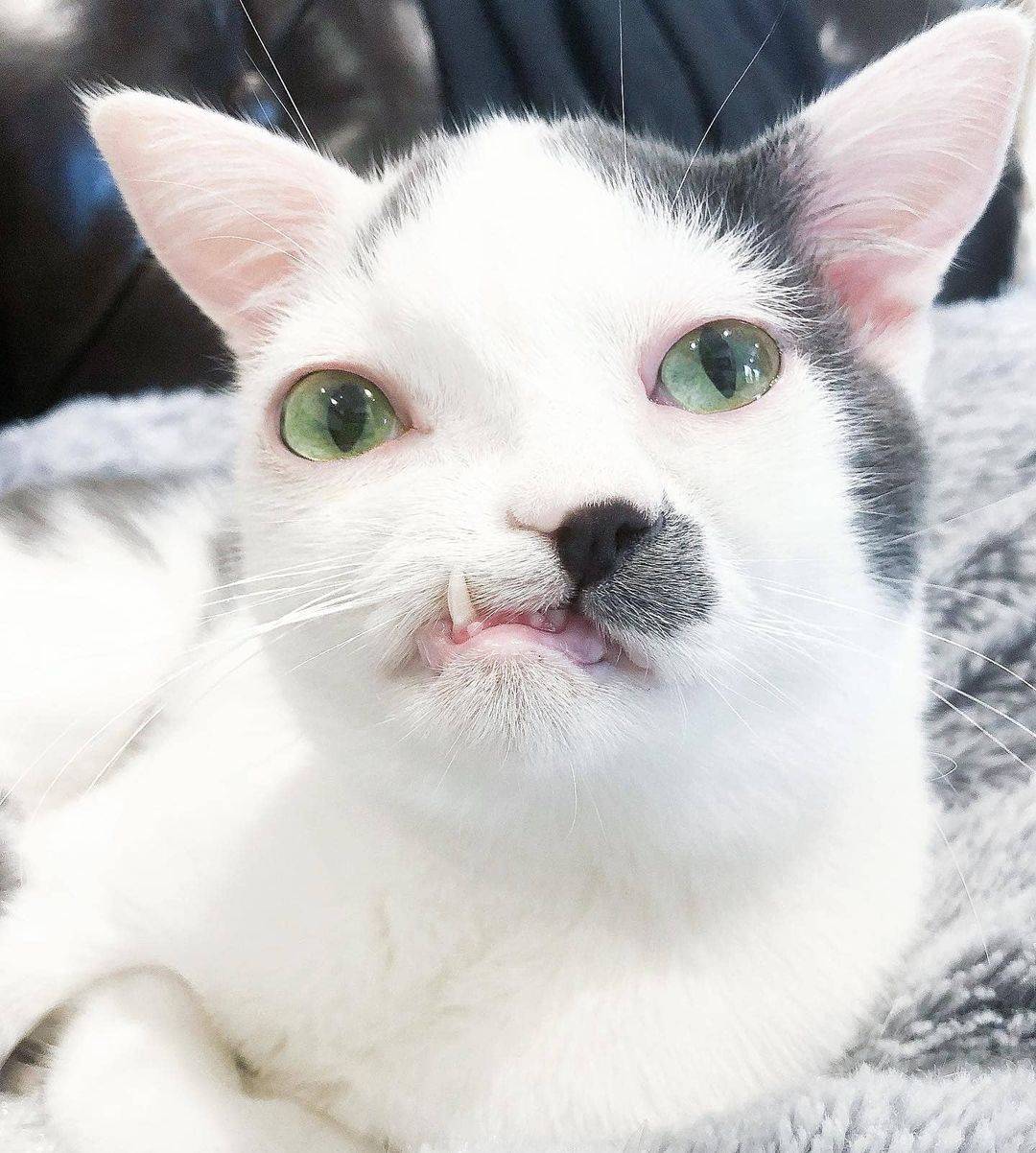 Conheça Pinocchio, gato com má-formação craniana que conquista fãs em ...