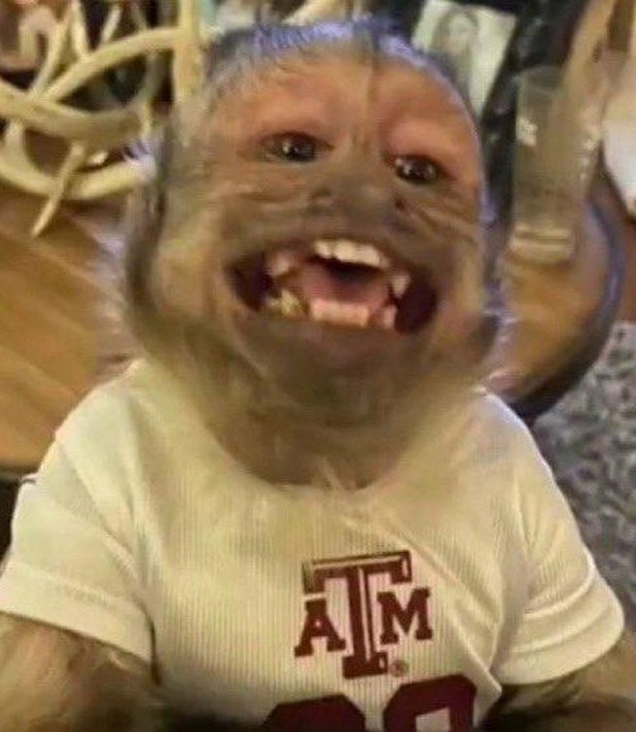 Macaco George, do TikTok, morre aos 12 anos | Jornal de Brasília