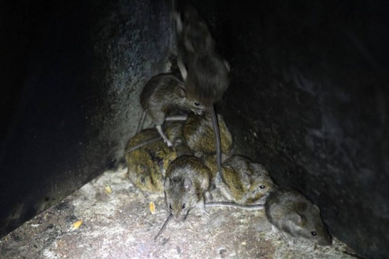 Invasão de ratos obriga evacuação de prisão na Austrália | Jornal de ...