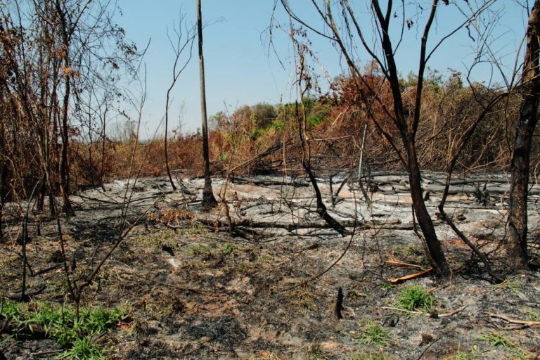 Estiagem começa com recordes de queimadas no Cerrado | Jornal de Brasília