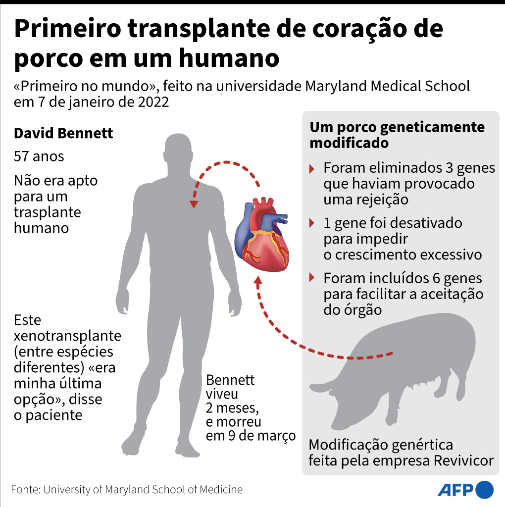 Técnica de transplante com órgão de animal avança; entenda como ...