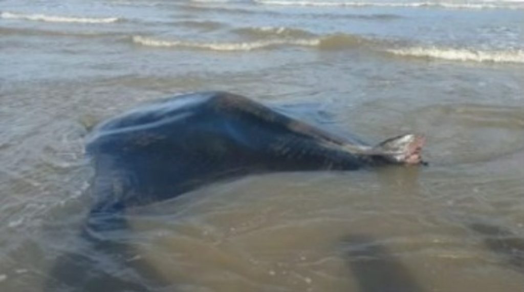 Raia ‘gigante’ de 6 m encalha em praia de SP e dá trabalho para ser ...