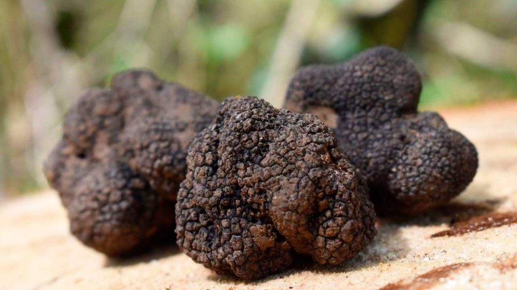 Maiores e mais aromáticas, trufas do Brasil conquistam espaço entre ...