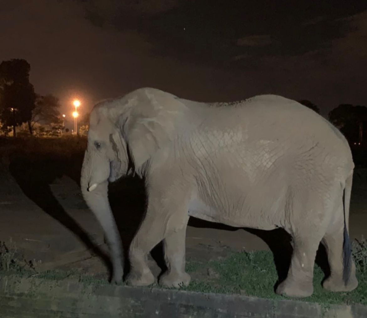 Conheça os animais que gostam da noite, com o programa Zoo Noturno ...
