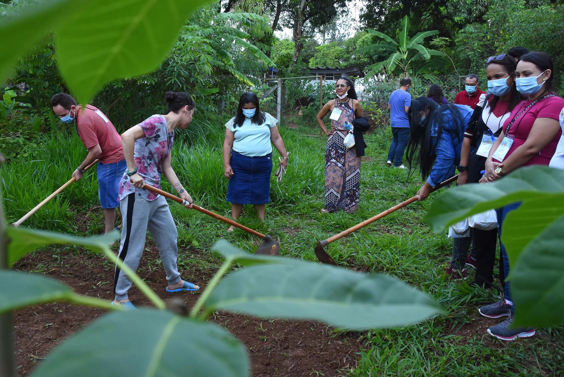 Hortos medicinais do DF são referência para o país | Jornal de Brasília