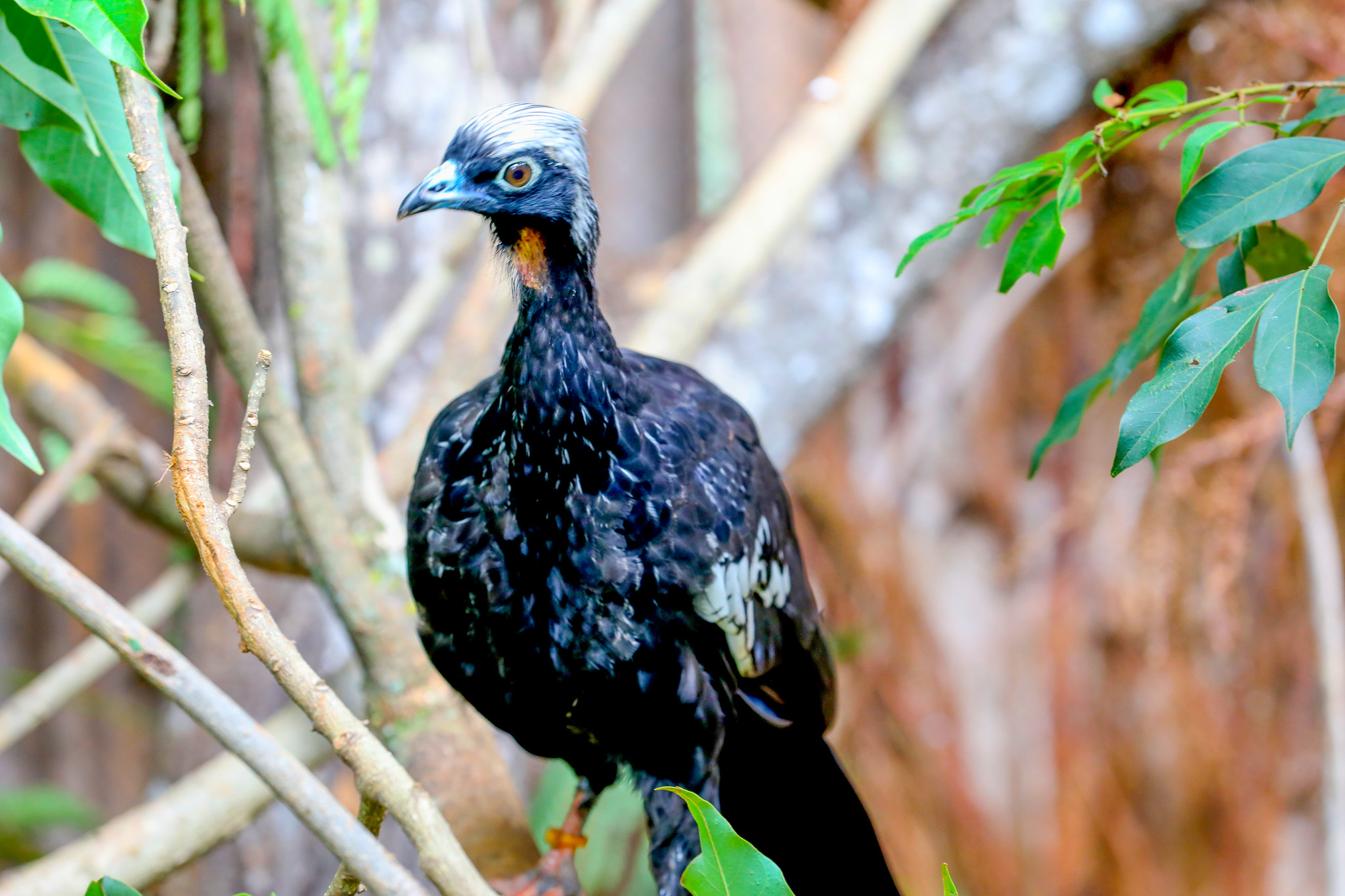 Aves do Zoológico de Brasília serão levadas a São Paulo | Jornal de ...
