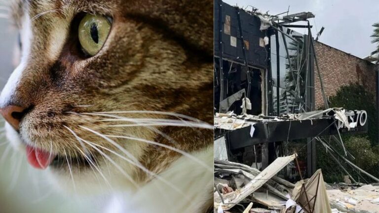 Gato pode ter causado explosão em restaurante em Teresina, no Piauí ...