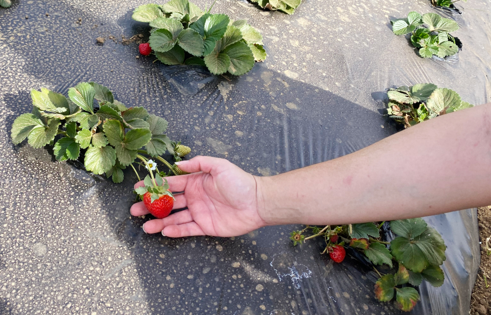 Colheita de morangos e turismo rural para além de Brazlândia | Jornal ...