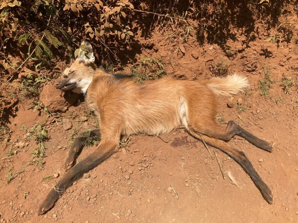 Loba-guará Pequi morre atropelada e acende debate para conscientização ...