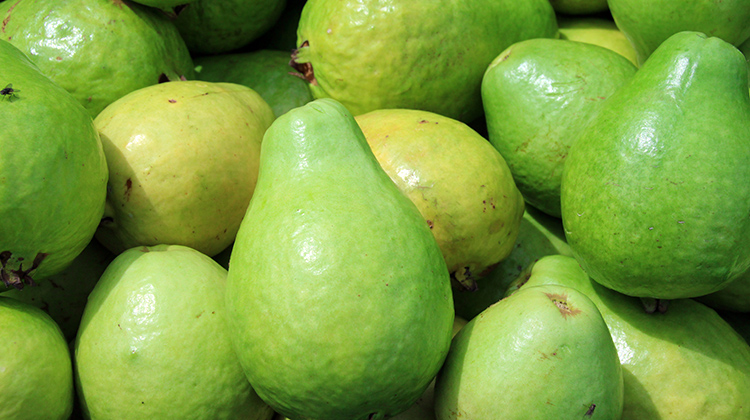 Introdução de novas variedades de goiaba aumenta produtividade da fruta ...