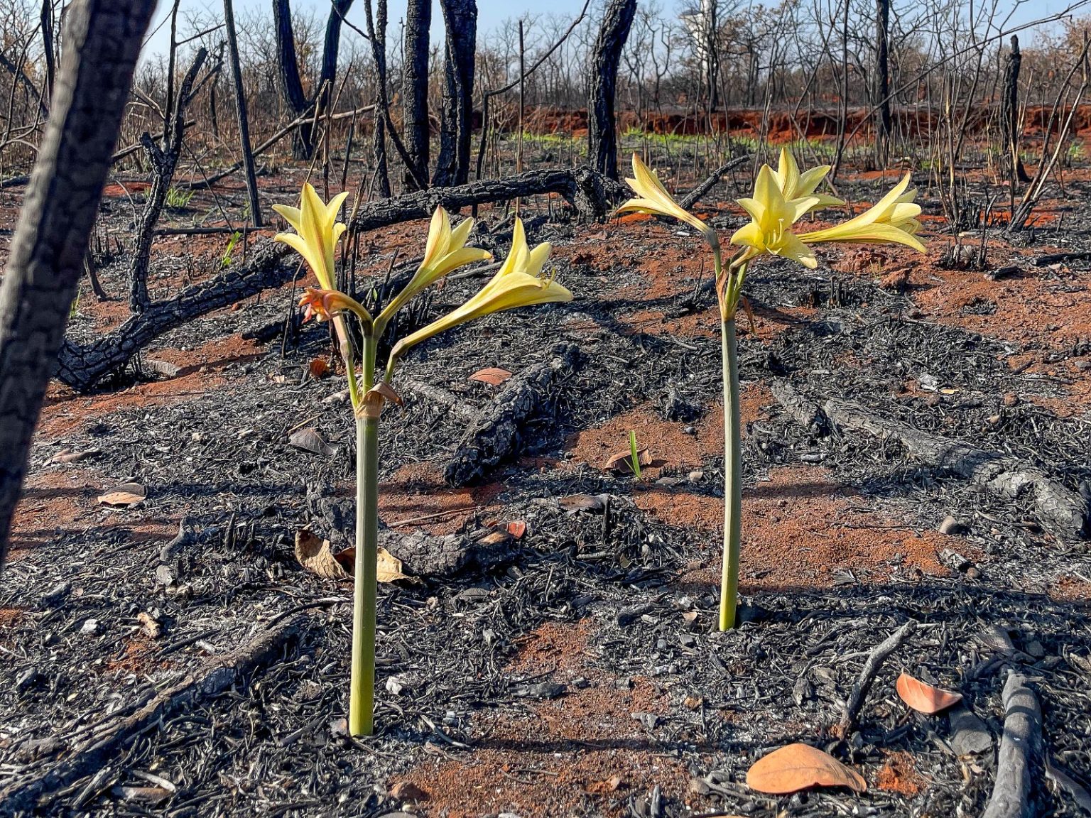Flores brotam em meio a cenário devastado por incêndio florestal nas ...