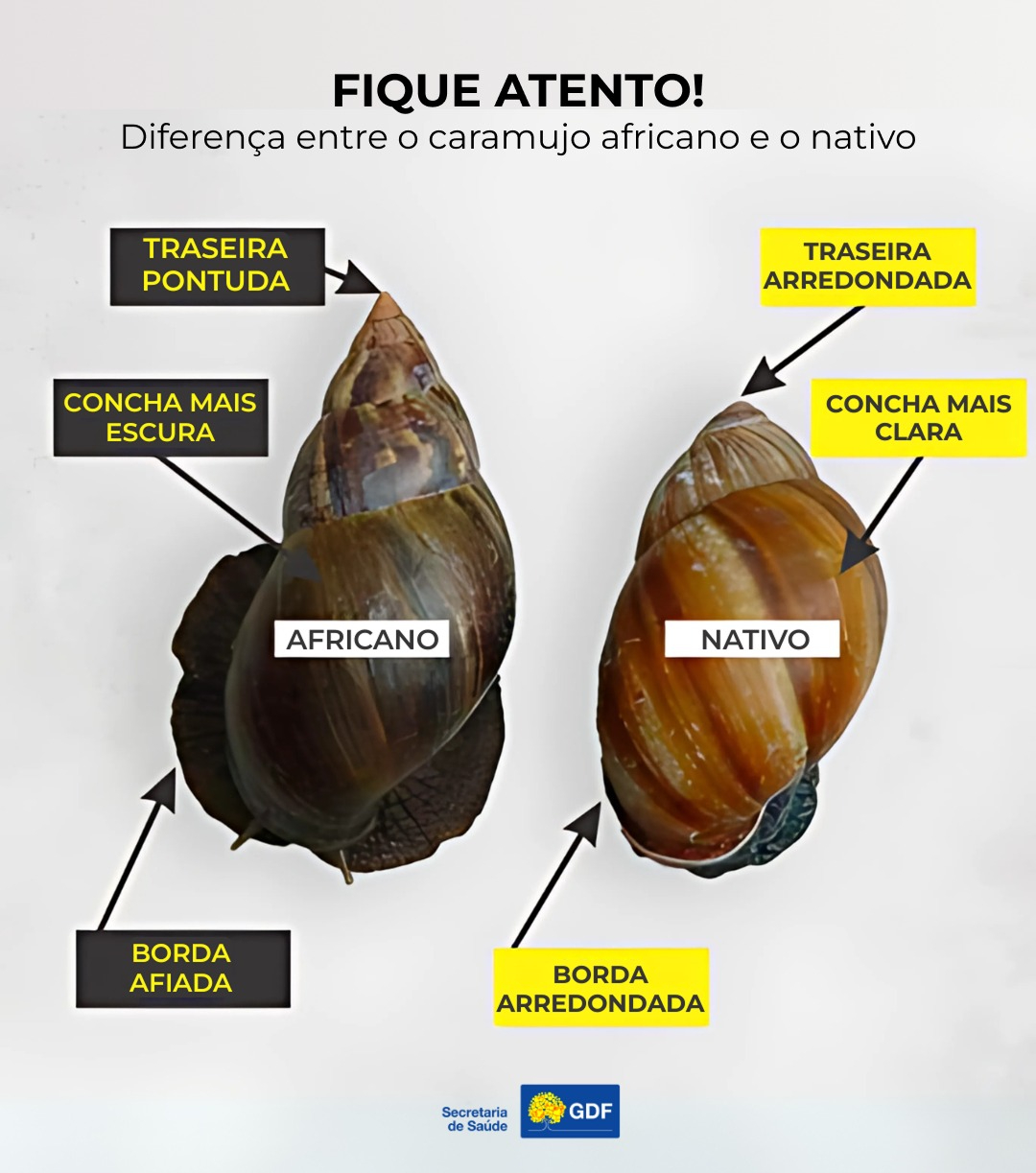 Caramujo africano: entenda os riscos e como combater a praga | Jornal ...