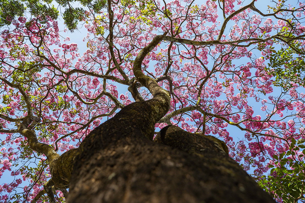 Primeiro a florescer no DF, ipê-roxo abre temporada de cores e encanta ...