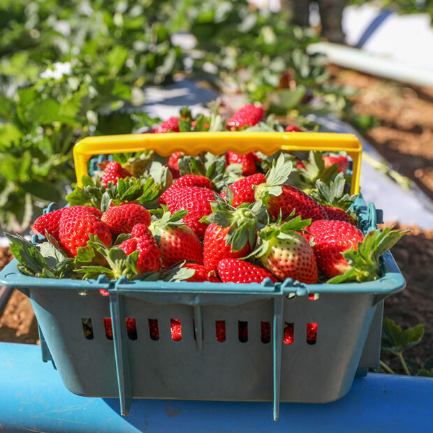 Com produção aquecida em Brazlândia, começa a temporada de morangos no ...