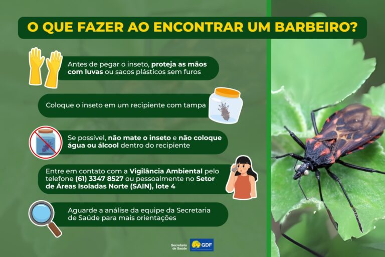 Saiba o que fazer ao encontrar um inseto parecido com o barbeiro de ...