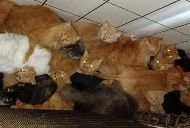 Justiça determina retirada de 119 gatos de casa com mais de 400 animais ...
