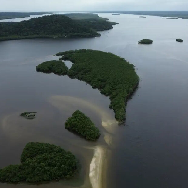 Carbono azul ganha espaço na agenda climática dos oceanos | Jornal de ...